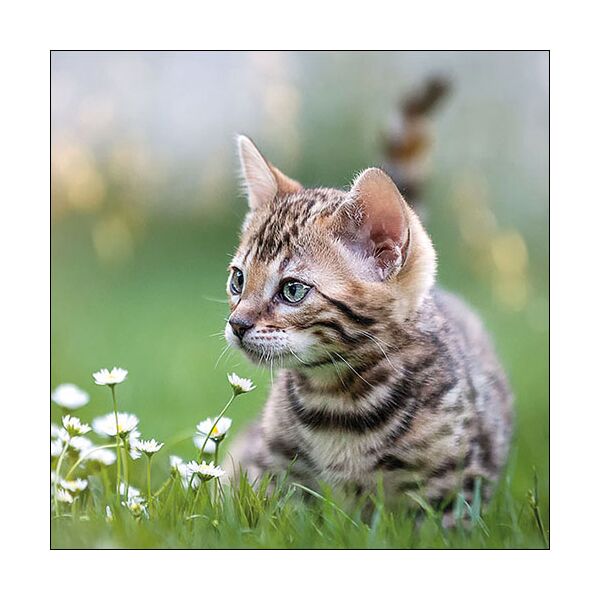 A Servietten Lunch 33 x 33 cm 3-lagig 20 Servietten Cute Cat süße Kat ...
